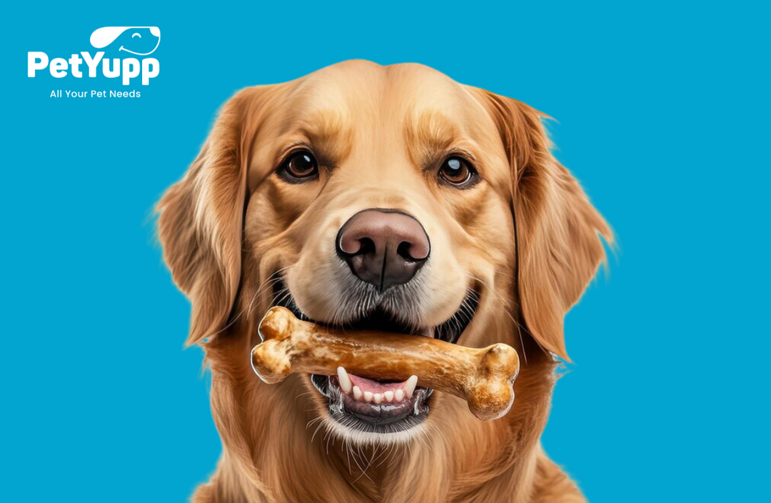 How to Pick the Best Chew Bones for Dogs?