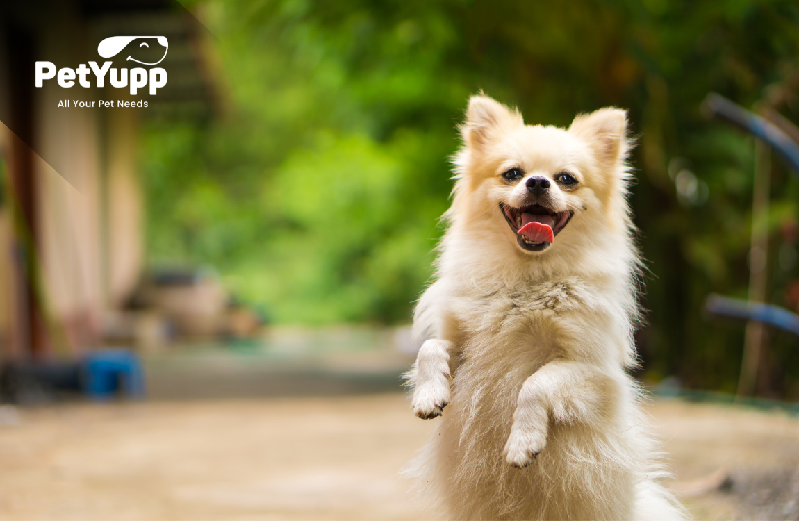 What Do Dogs Like the Most?